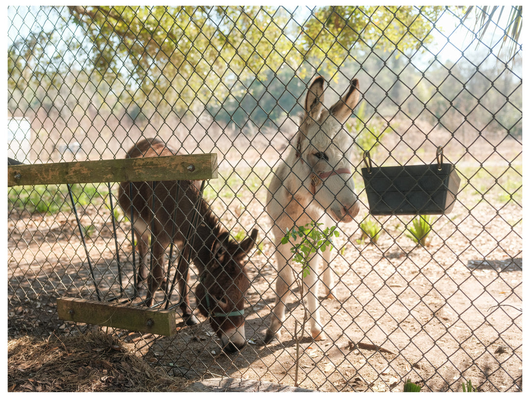 GROW HUB DARK ROAST – afternoon roasting